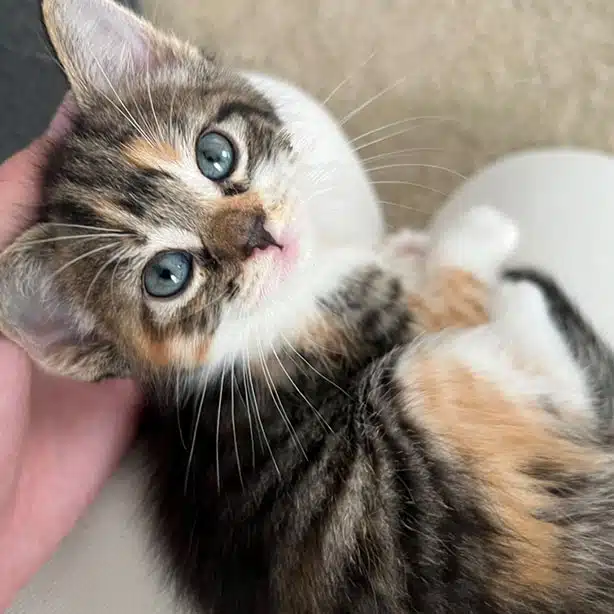 Adopt a Cat at SAVE Animal Rescue Greater Princeton Area