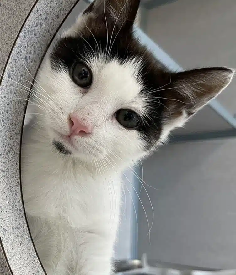 Adopt a Cat at SAVE Animal Rescue Greater Princeton Area